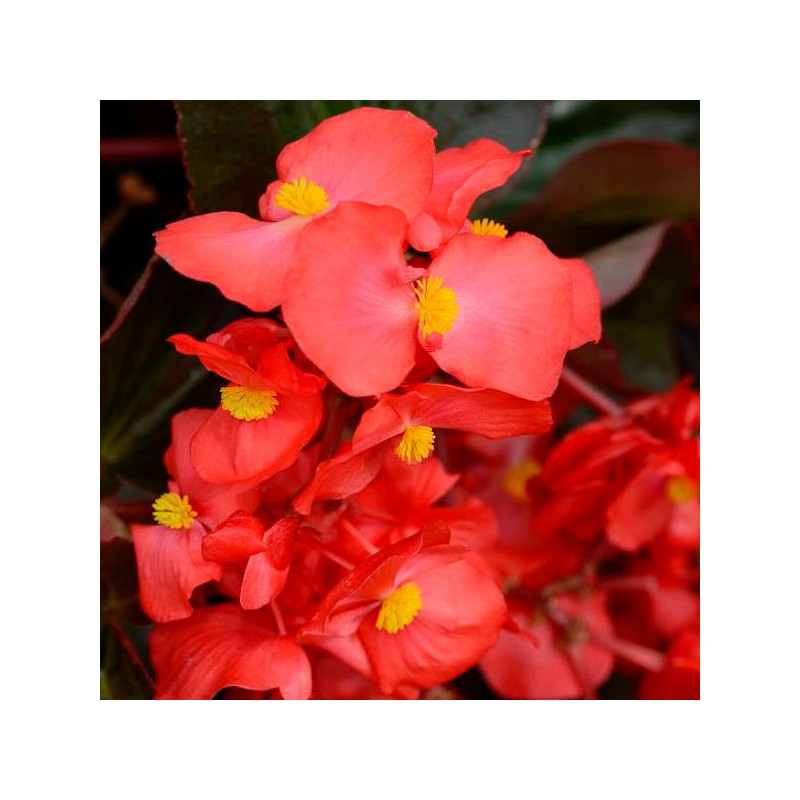 Begonia 100 Semillas interspecific Megawatt Red Bronce Leaf PLT Flor Maceta