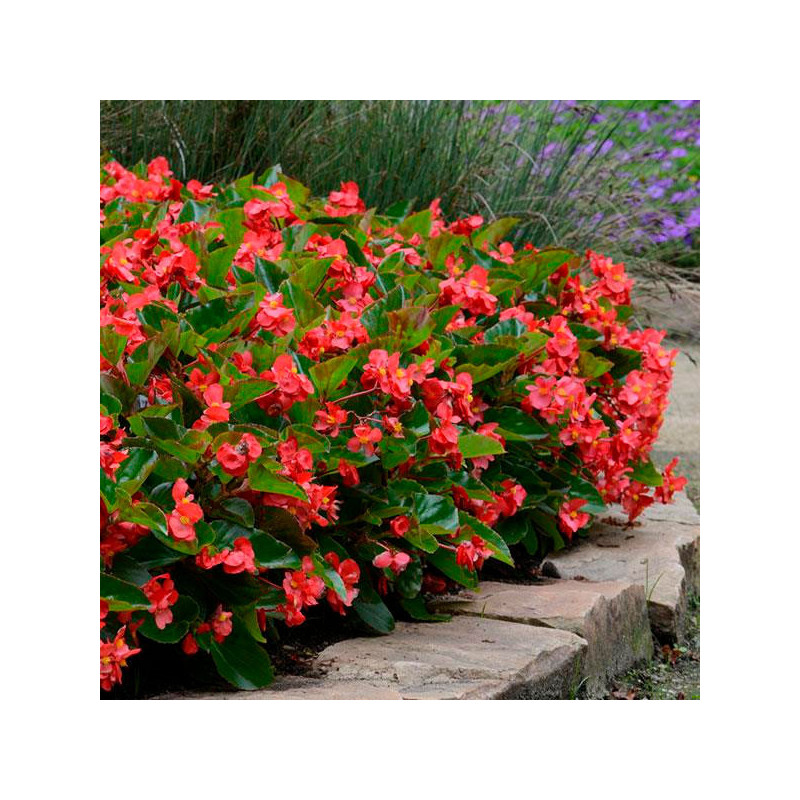 Begonia 100 Semillas Benariensis Whopper Red Green Leaf PLT Flor Maceta