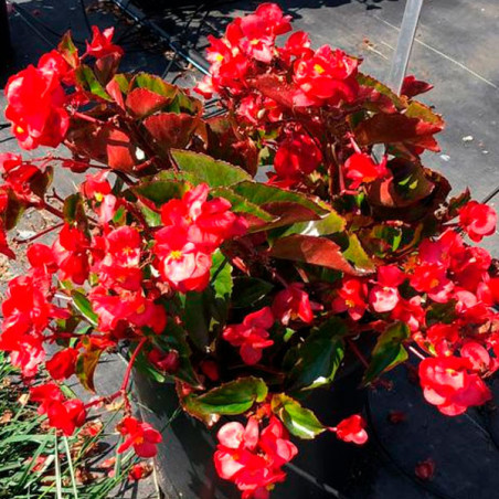 Begonia 100 Semillas Benariensis Whopper Red Green Leaf PLT Flor Maceta
