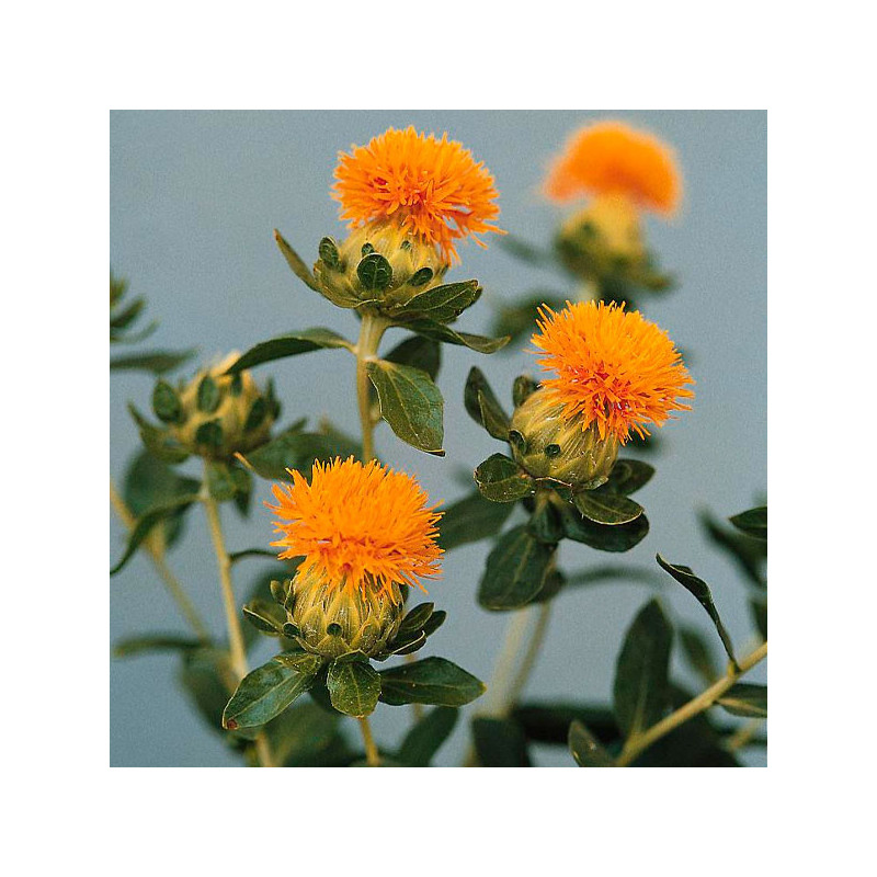 Cartamo 1000 Semillas Carthamus tinctorius Grenade Orange Flor Corte