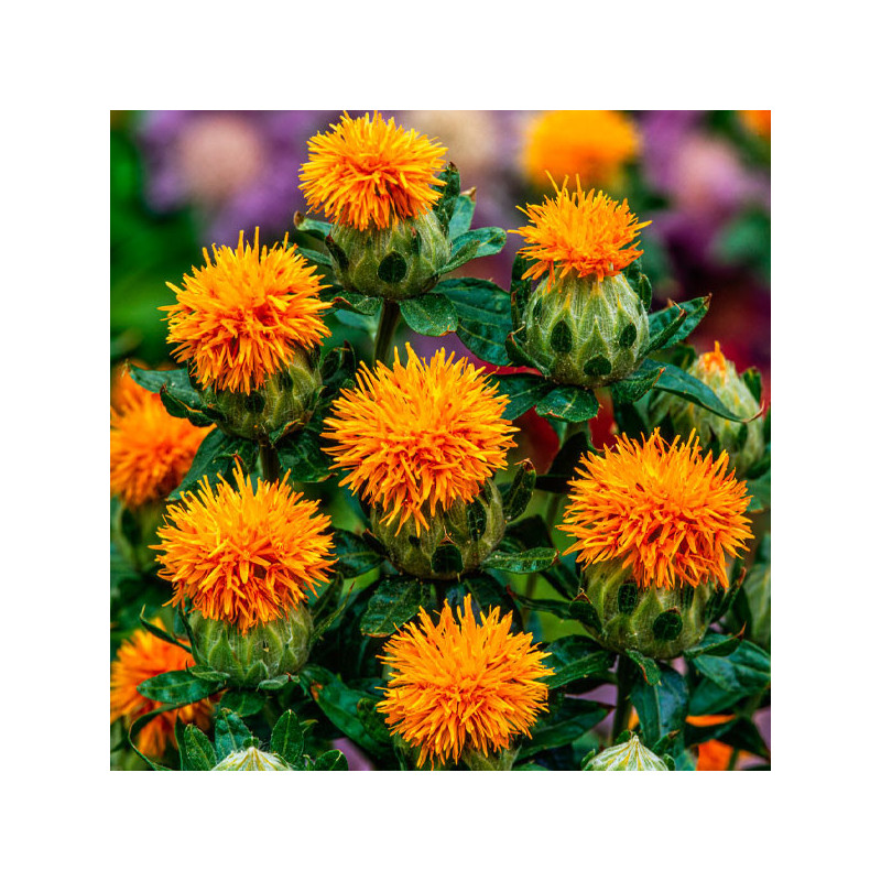 Cartamo 1000 Semillas Carthamus tinctorius Grenade Orange Flor Corte