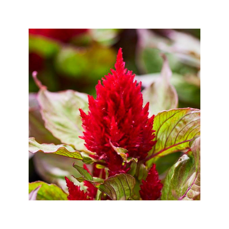 Celosia 1000 Semillas plumosa- argentea Arrabona Bronze Leafed Red Flor ...