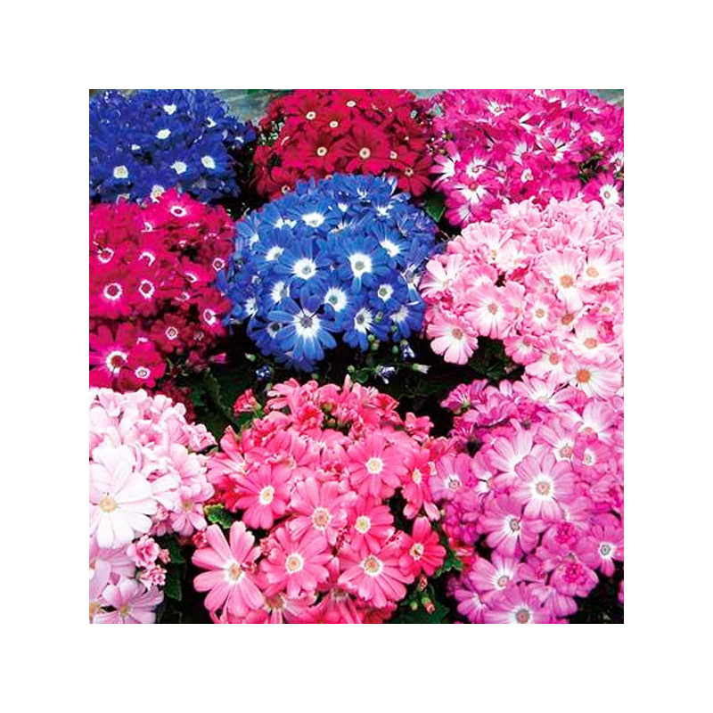 Cineraria 1000 Semillas Senecio cruentus Resort Mix Flor Maceta
