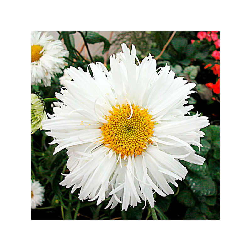 Margarita 1000 Semilla Leucanthemum Chrysanthemum Superbum Crazy Daisy ...