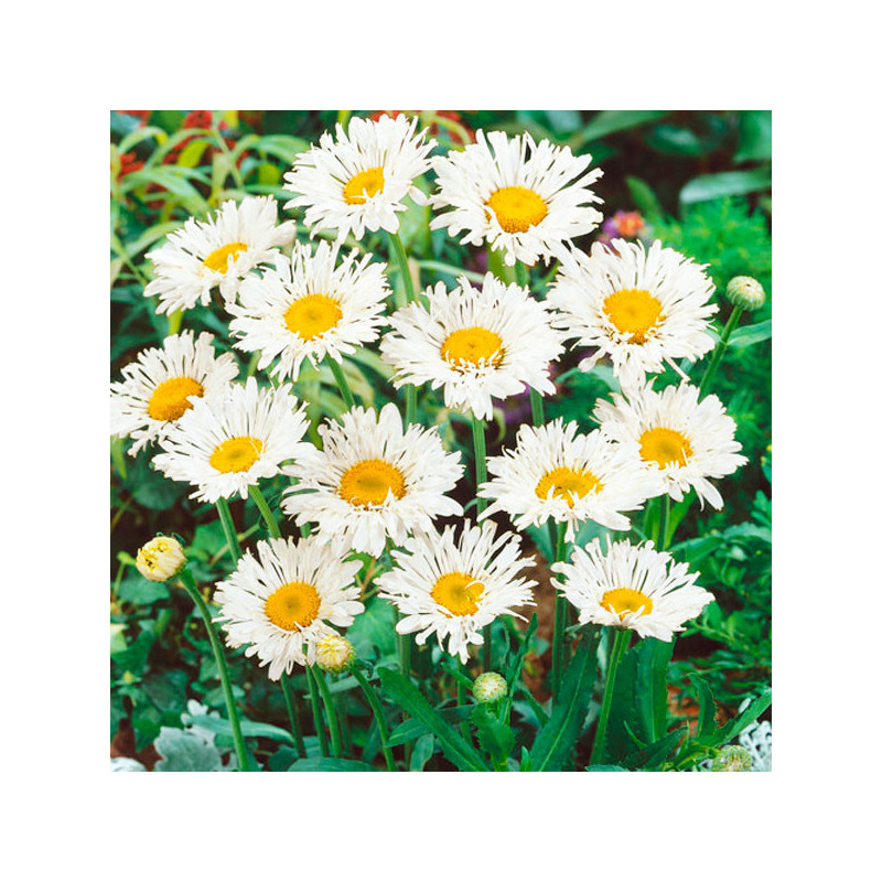 Margarita 1000 Semilla Leucanthemum Chrysanthemum Superbum Crazy Daisy ...