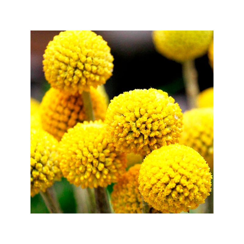 Craspedia 1000 Semillas globosa Drumstick Flor Corte