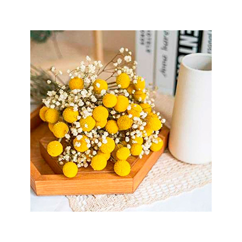Craspedia 1000 Semillas globosa Drumstick Flor Corte
