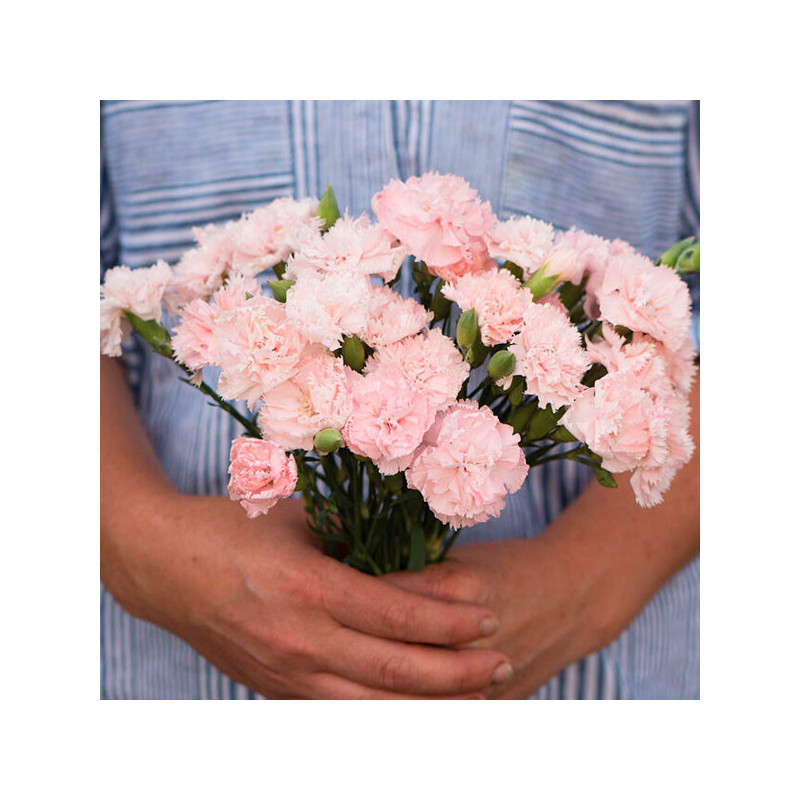 Clavel 1000 Semillas Dianthus Caryophyllus Chabaud La France Pink Flor ...