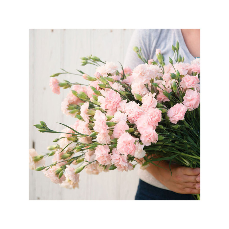 Clavel 1000 Semillas Dianthus Caryophyllus Chabaud La France Pink Flor ...