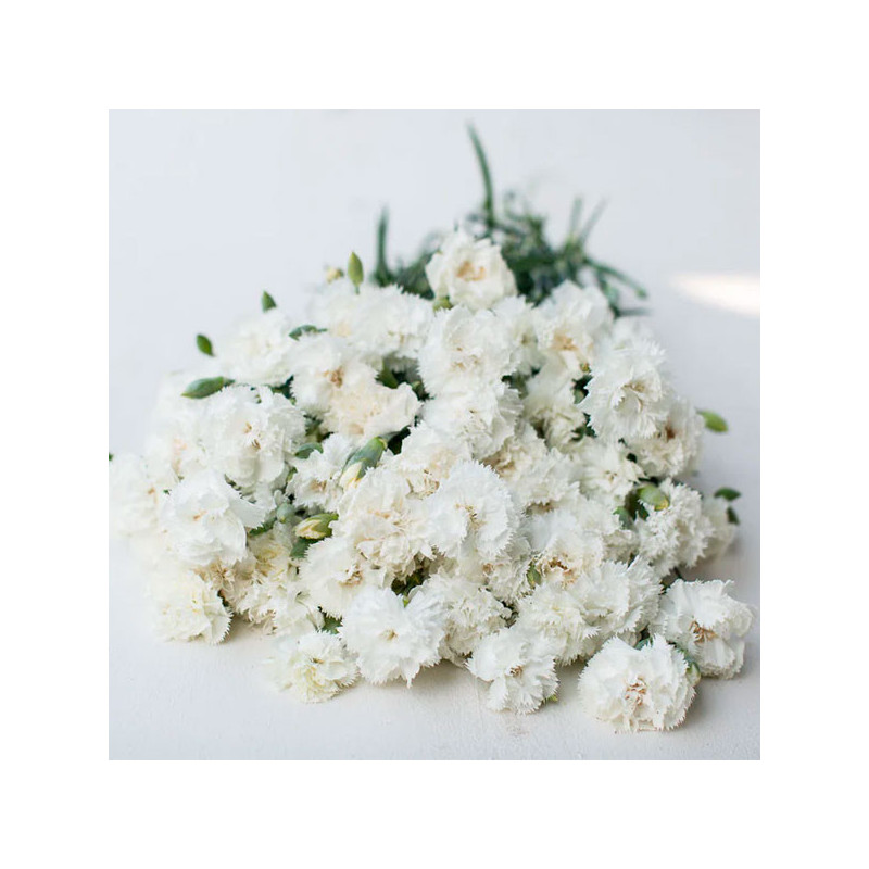 Clavel 1000 Semillas Dianthus Caryophyllus Chabaud Jeanne White Flor Corte