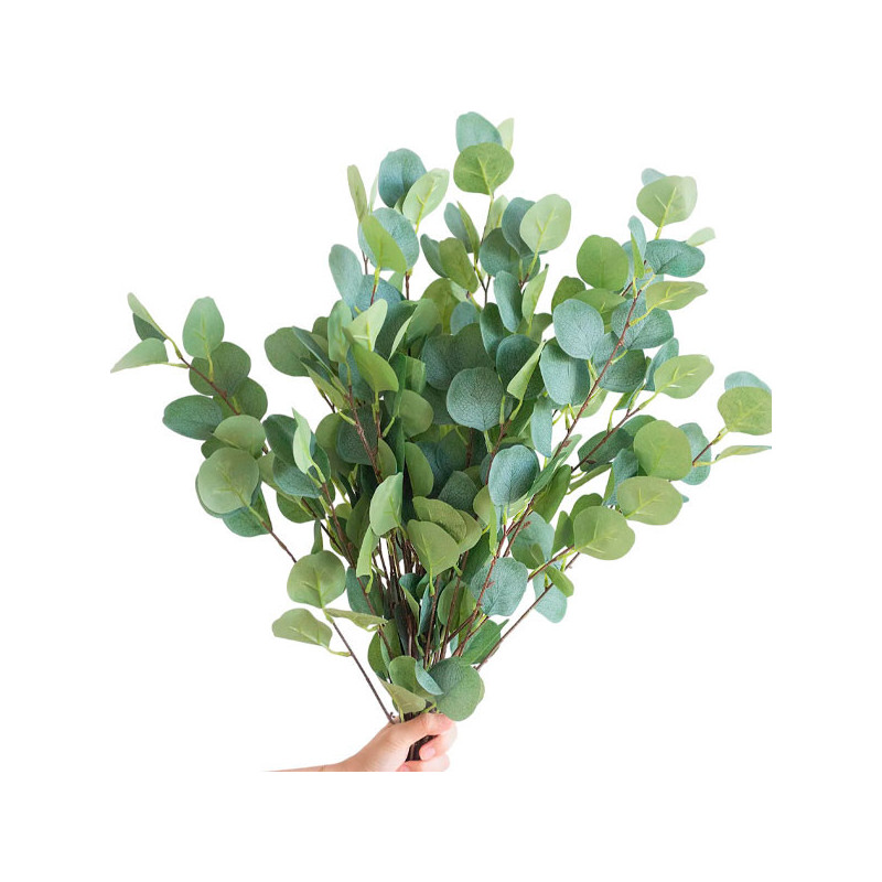 Eucalipto 1000 Semillas Eucalyptus cinerea Silver Dollar-Foliage Flor Corte Jardin