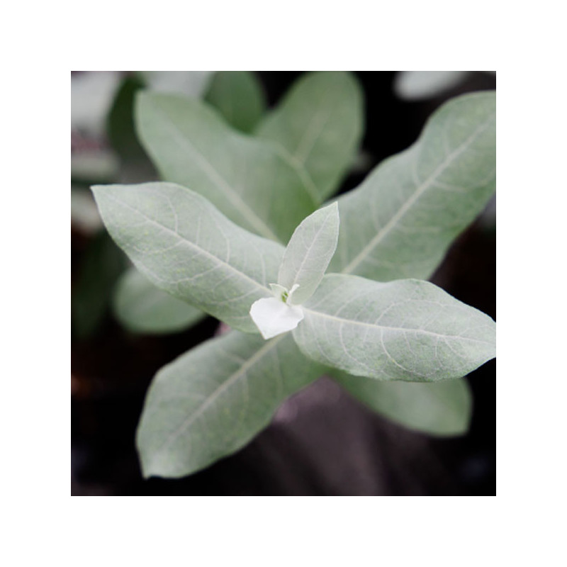 Eucalipto 1000 Semillas Eucalyptus globolus StyX Flor Corte Perenne