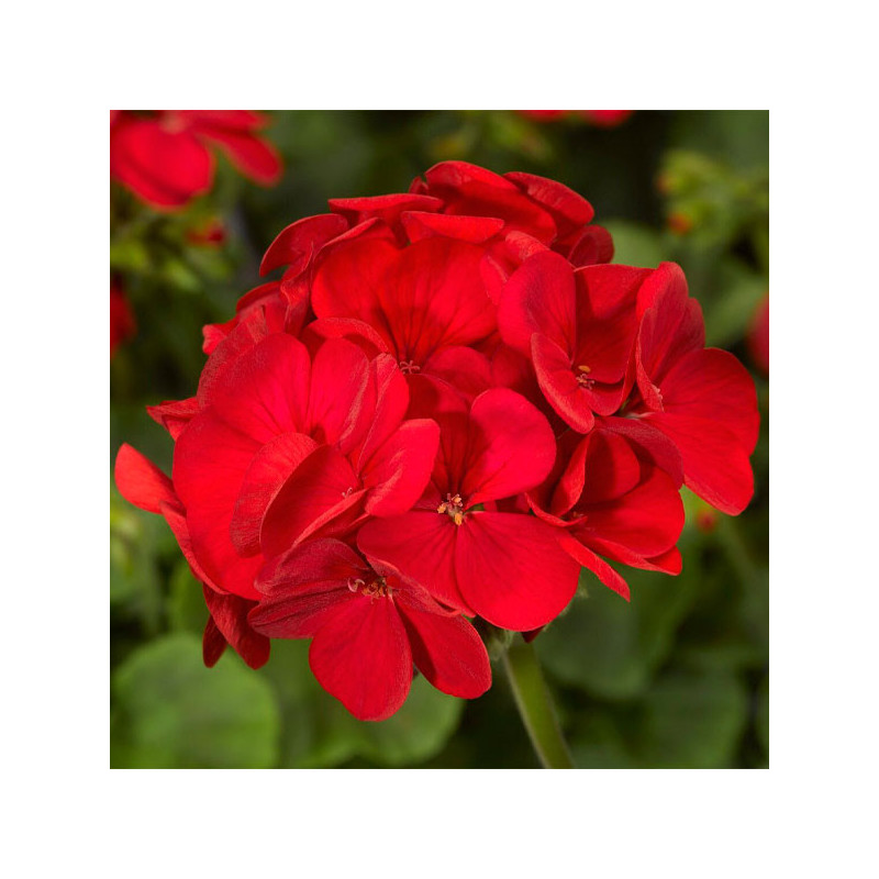 Geranio 1000 Semillas Pelargonium x hortorum Multibloom Red Flor Maceta ...
