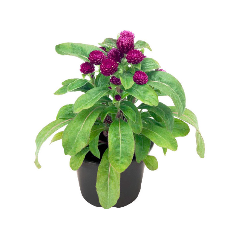 Gomphrena 1000 Semillas globosa Buddy Purple Flor Maceta