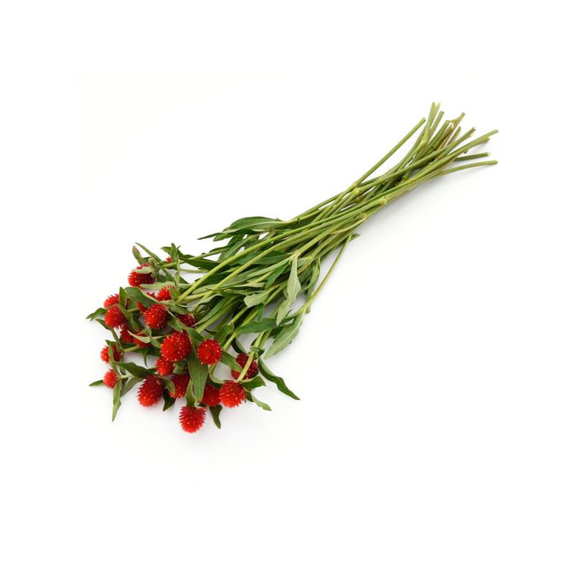 Gomphrena 1000 Semillas haageana Qis Red Flor Maceta