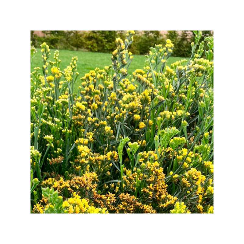 Limonio 1000 Semillas Limonium sinuatum Statice Hipster Yellow Flor Corte