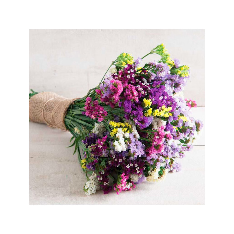 Limonio 5000 Semillas Limonium sinuatum Statice Seeker Mix Flor Corte