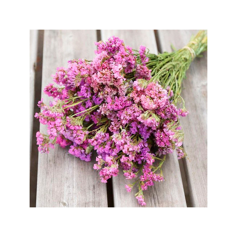Limonio 1000 Semillas Limonium sinuatum Statice Seeker Rose Shades Flor ...