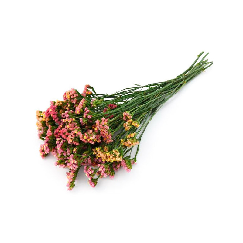 Limonio 1000 Semillas Limonium sinuatum Statice Qis Apricot Flor Corte