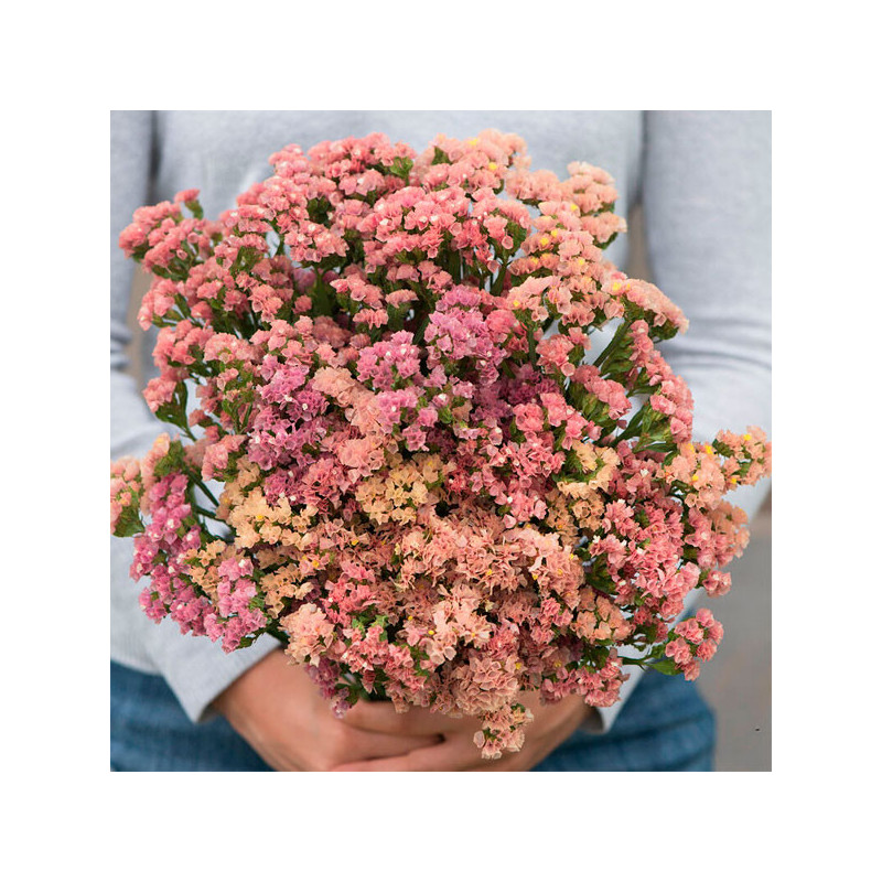 Limonio 1000 Semillas Limonium sinuatum Statice Qis Apricot Flor Corte