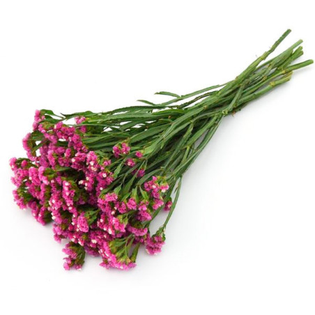 Limonio 1000 Semillas Limonium sinuatum Statice Qis Rose Flor Corte