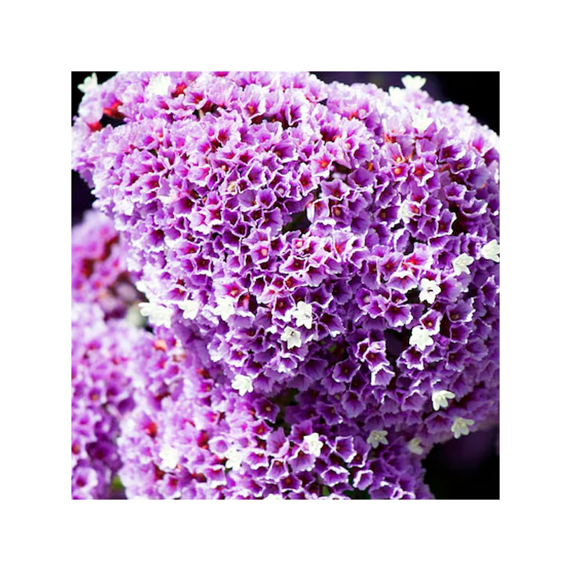 Limonio 1000 Semillas Limonium Statice Perezii Seafoam Flor Corte