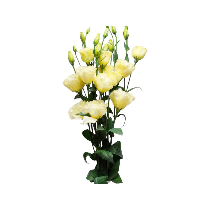 Lisianto 1000 Semillas Eustoma grandiflorum Lisianthus ABC II Yellow ...
