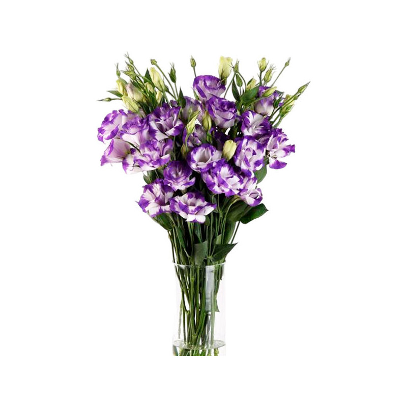 Lisianto 1000 Semillas Eustoma grandiflorum Lisianthus ABC II Blue Rim ...