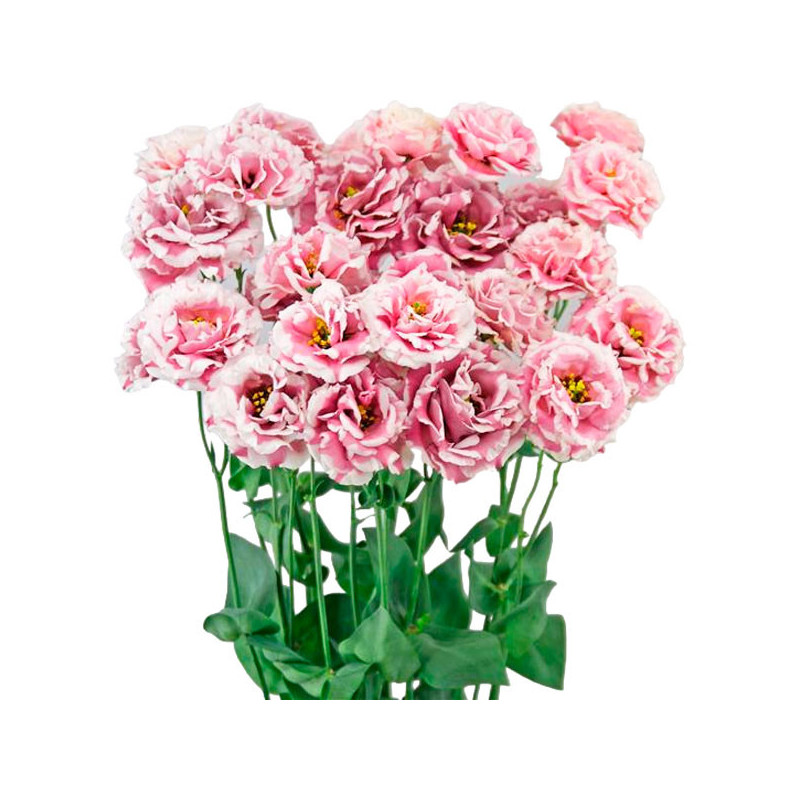 Lisianto 1000 Semillas Eustoma grandiflorum Lisianthus Celeb 2 Turn Red ...