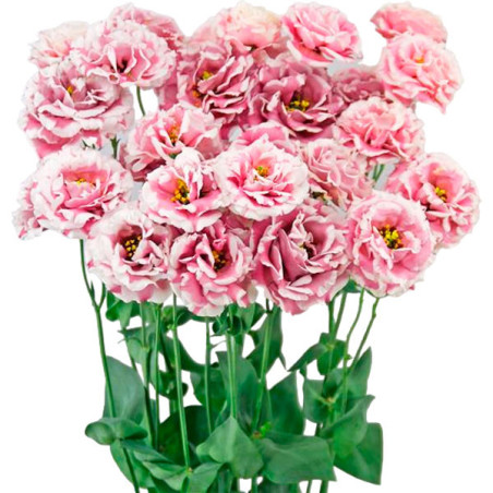 Lisianto 1000 Semillas Eustoma grandiflorum Lisianthus Celeb 2 Turn Red ...