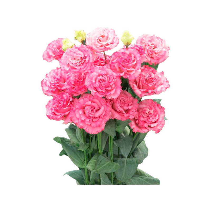 Lisianto 1000 Semillas Eustoma grandiflorum Lisianthus Corelli Sugoi 3 ...