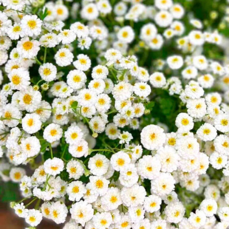 Matricaria 1000 Semillas Tanacetum parthenium Tetra White Wonder Flor Corte