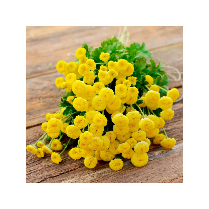 Matricaria 1000 Semillas Tanacetum parthenium Vegmo Sunny Ball PLT ...