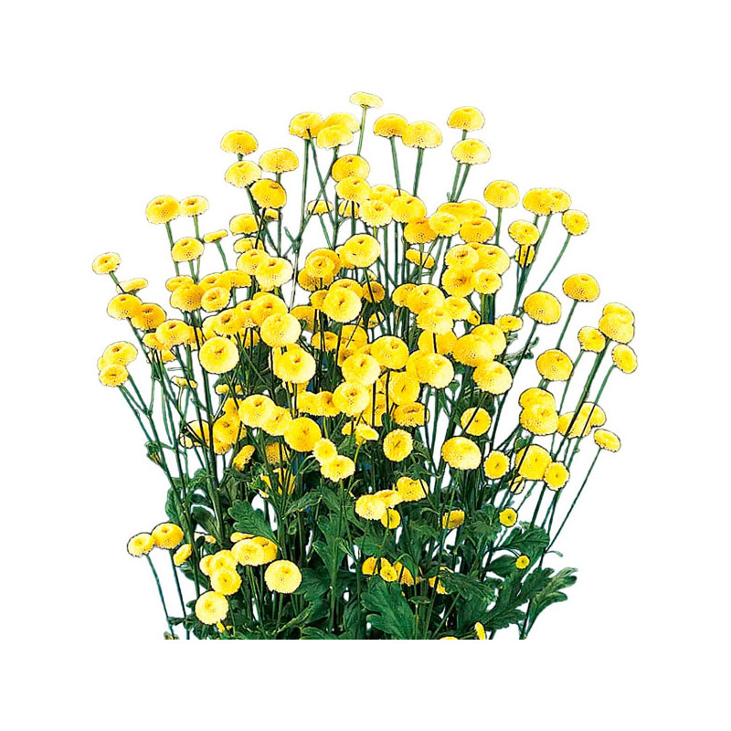 Matricaria 1000 Semillas Tanacetum parthenium Victory Double Yellow PLT ...