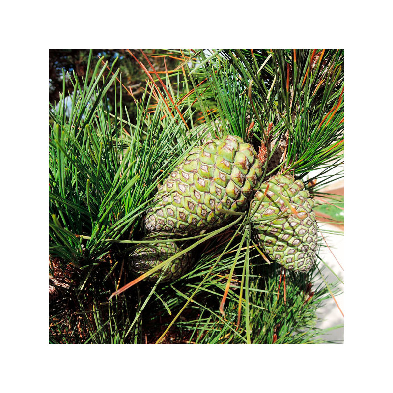 Pino Insigne 1Kg Semillas Pinus radiata Forestal Arborizar