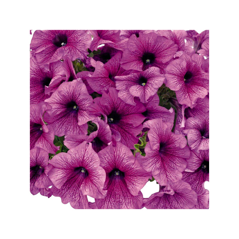 Petunia 1000 Semillas grandiflora Success 360 Purple Vein PLT Flor Maceta