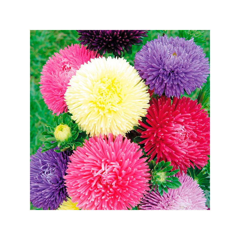 Aster 1000 Semillas Callistephus chinensis Gala Mix Flor Corte