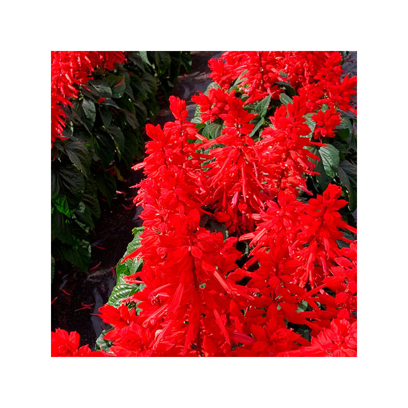 Salvia 1000 Semillas splendens Tall Red Hill Red Flor Maceta Anual