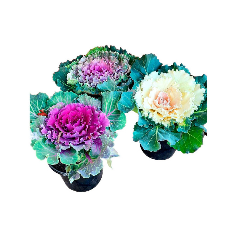 Col Ornamental 1000 Semillas Brassica oleracea Flower Kale Pigeon Mix ...