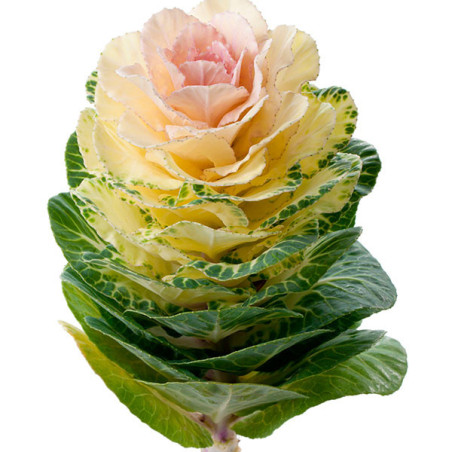 Col Ornamental 500 Semillas Brassica oleracea Flower Kale Empire ...