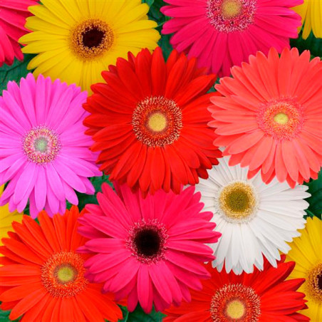 Gerbera 100 Semillas jamesonii Mega Revolution Mix Flor Maceta Jardin