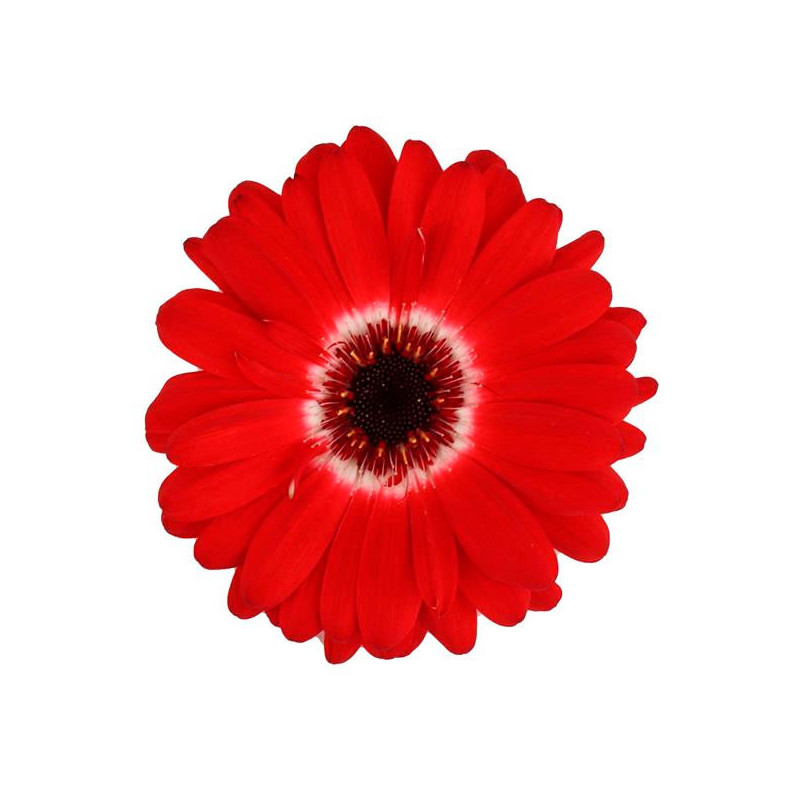 Gerbera 100 Semillas jamesonii Majorette Red Bicolor with Dark Eye Flor ...