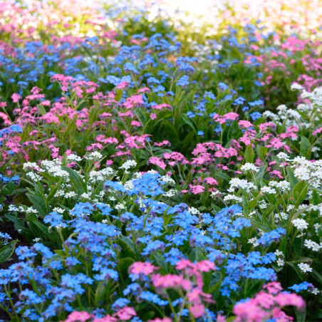 Miosotis 1000 Semillas Myosotis sylvatica Sylva Mix Flor Jardin