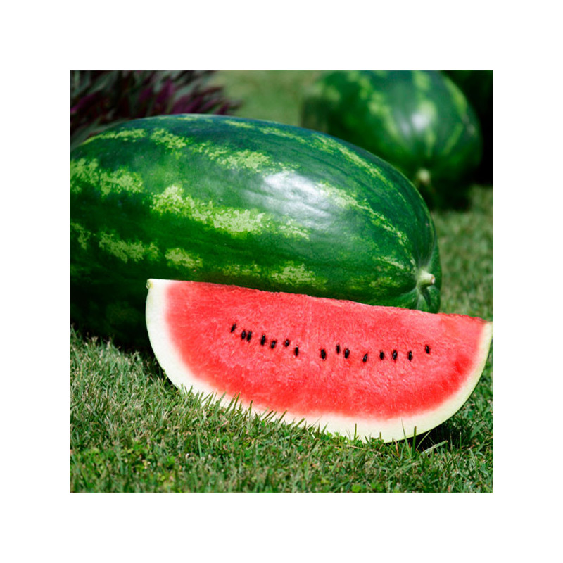 Sandia Sumo 5000Semillas Hibrido F1 Rayado, Takii