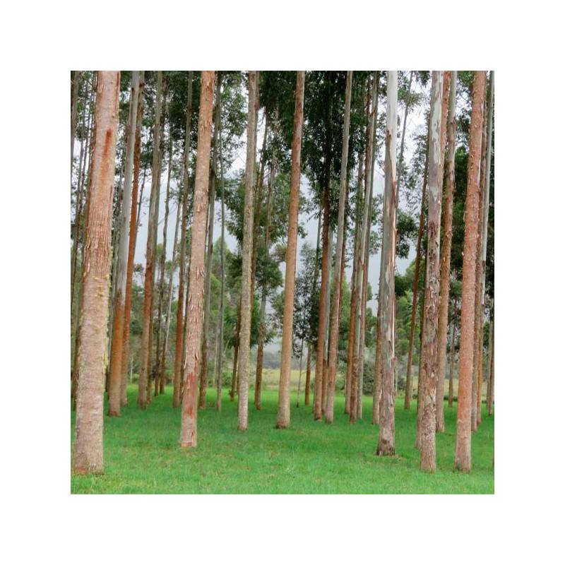 Eucalipto Urograndis 1Kg Semillas Eucalyptus grandis x E. urophylla Forestal
