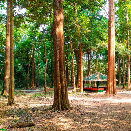 Teca 1Kg Semillas Tectona grandis Zona Tropical Forestal