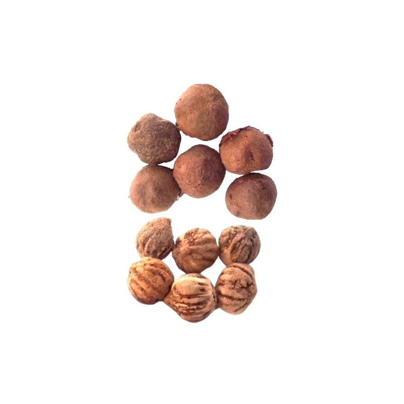 Teca 1Kg Semillas Tectona grandis Zona Tropical Forestal