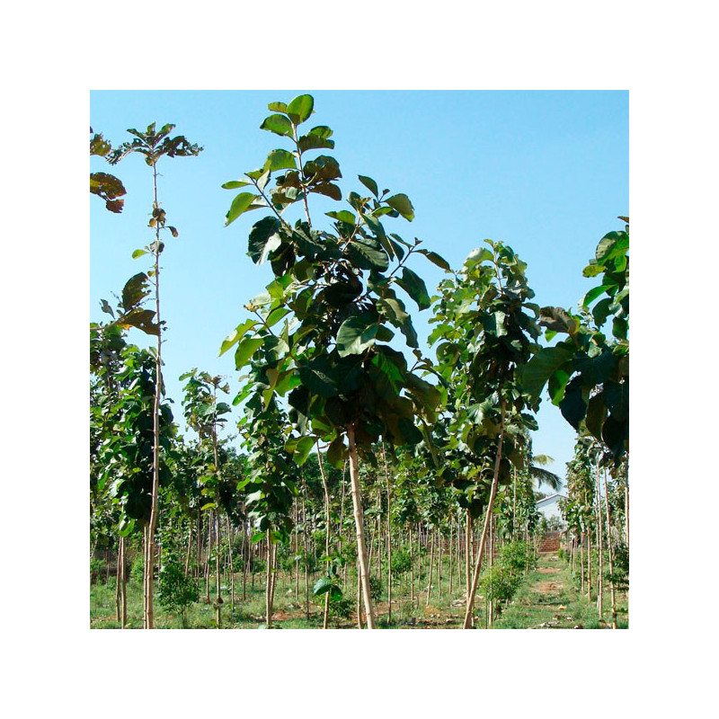 Teca 1Kg Semillas Tectona grandis Zona Tropical Forestal