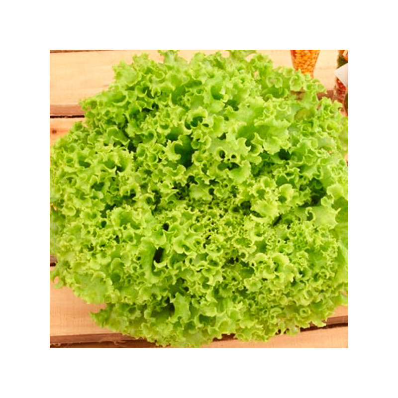 Lechuga Veneranda 100gr Semillas Tipo Crespa Verde Feltrin