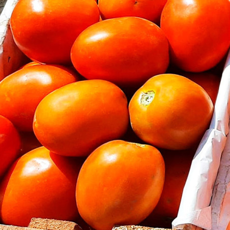 Tomate Hercules 5000 Semillas Hibrido F1 tipo Italiano Determinado NASCO